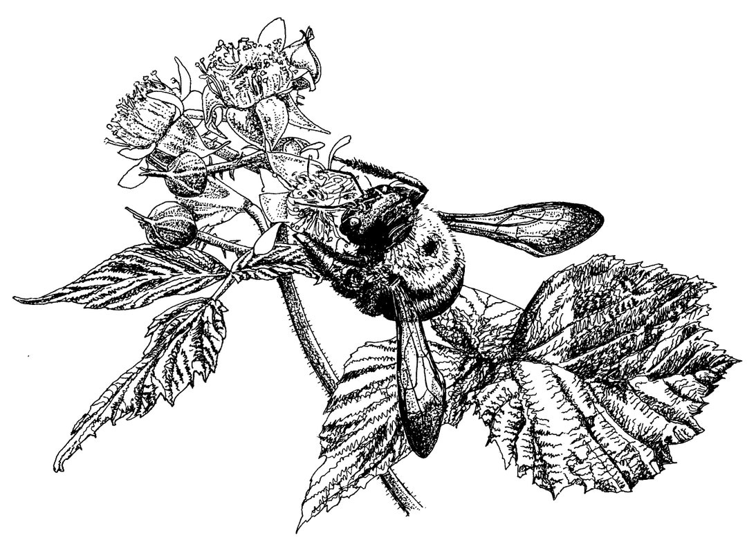 Bumblebee Pen and Ink Print - Etsy