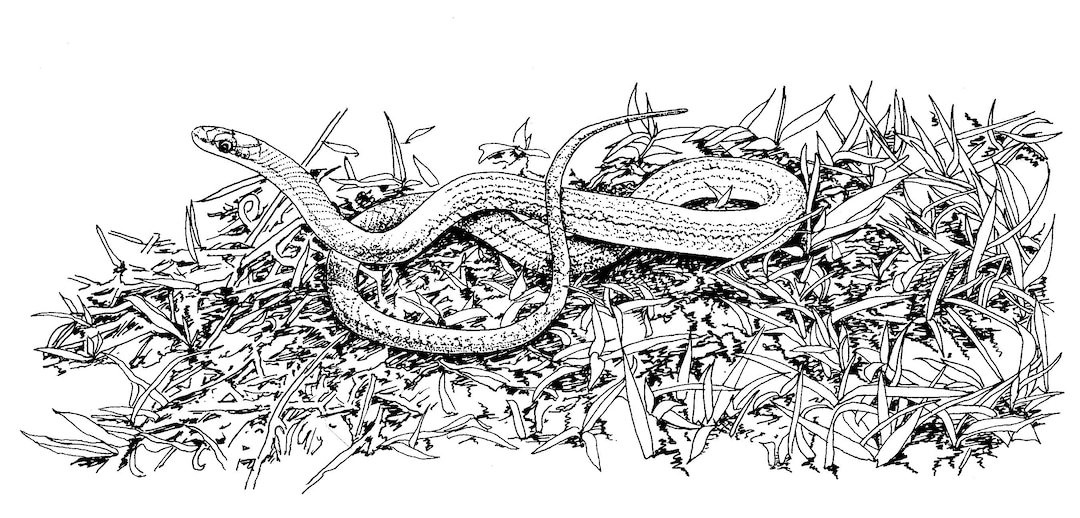 Green Snake Pen and Ink Print - Etsy