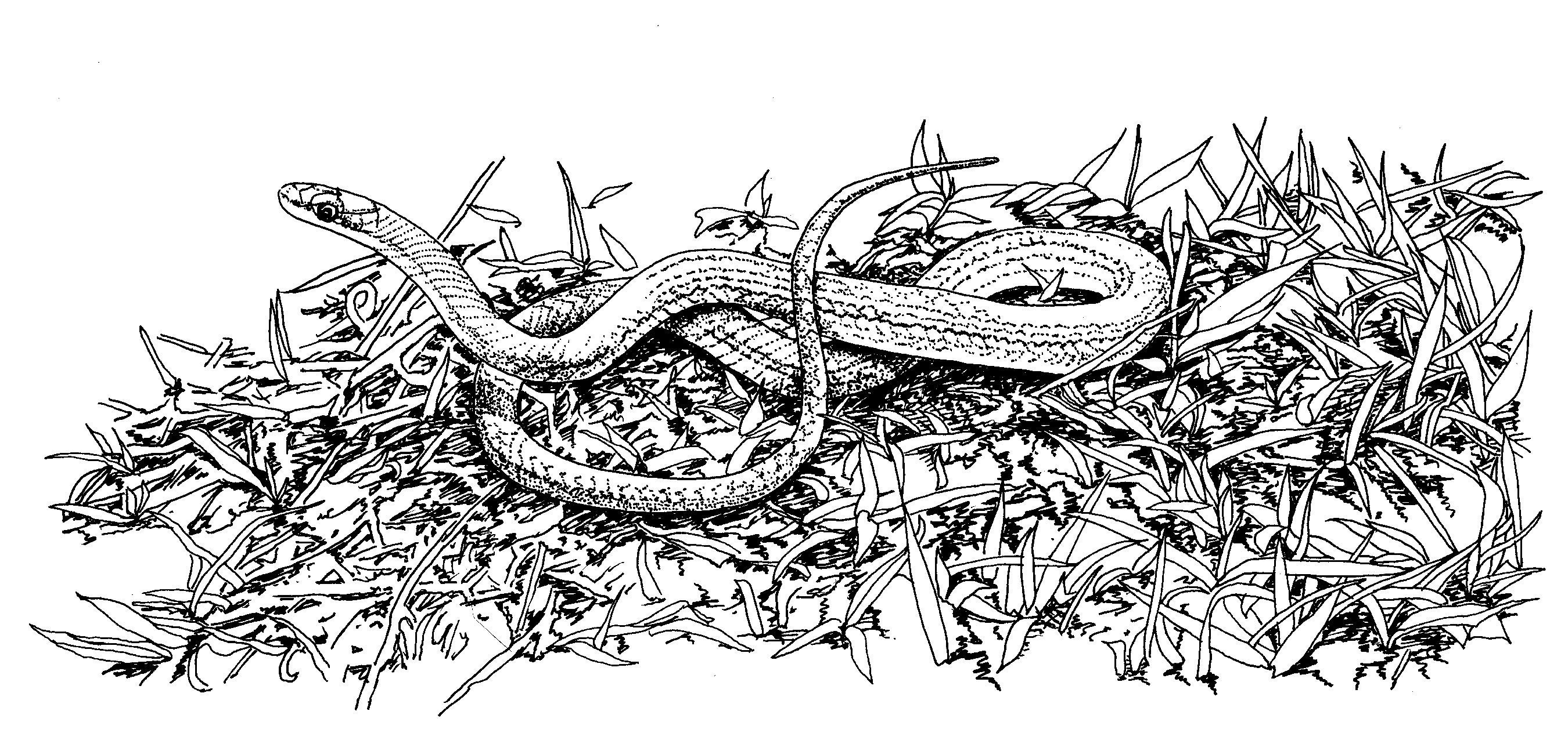 Green Snake Pen and Ink Print - Etsy