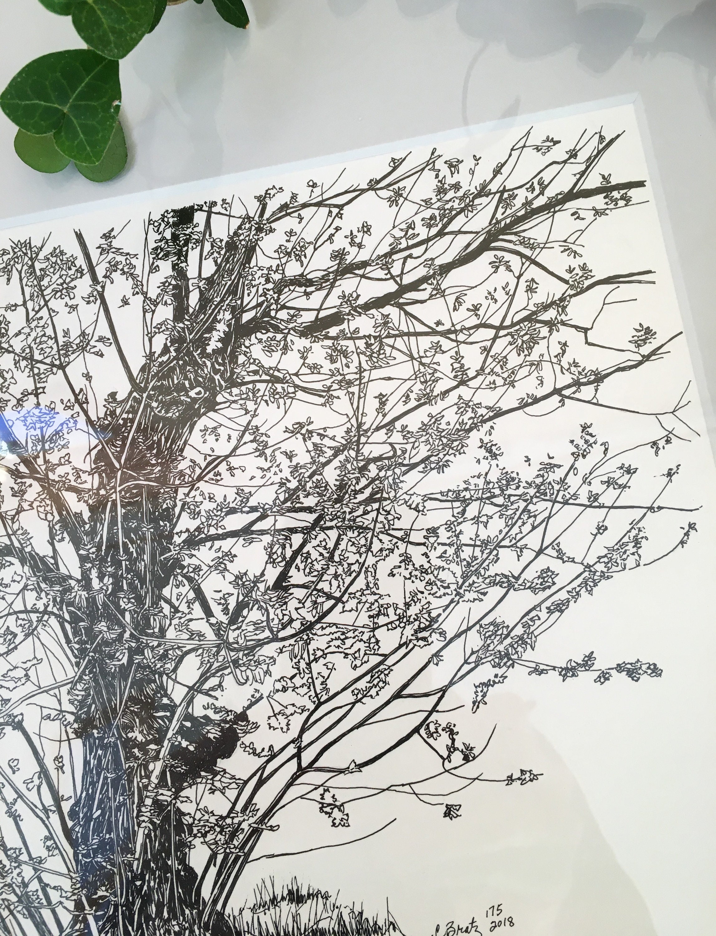 Boxelder Tree Pen and Ink Print - Etsy