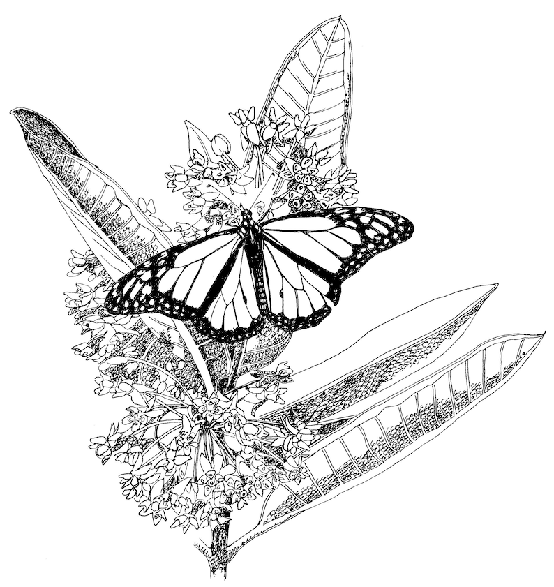 Milkweeds and Butterflies Pen and Ink Print - Etsy
