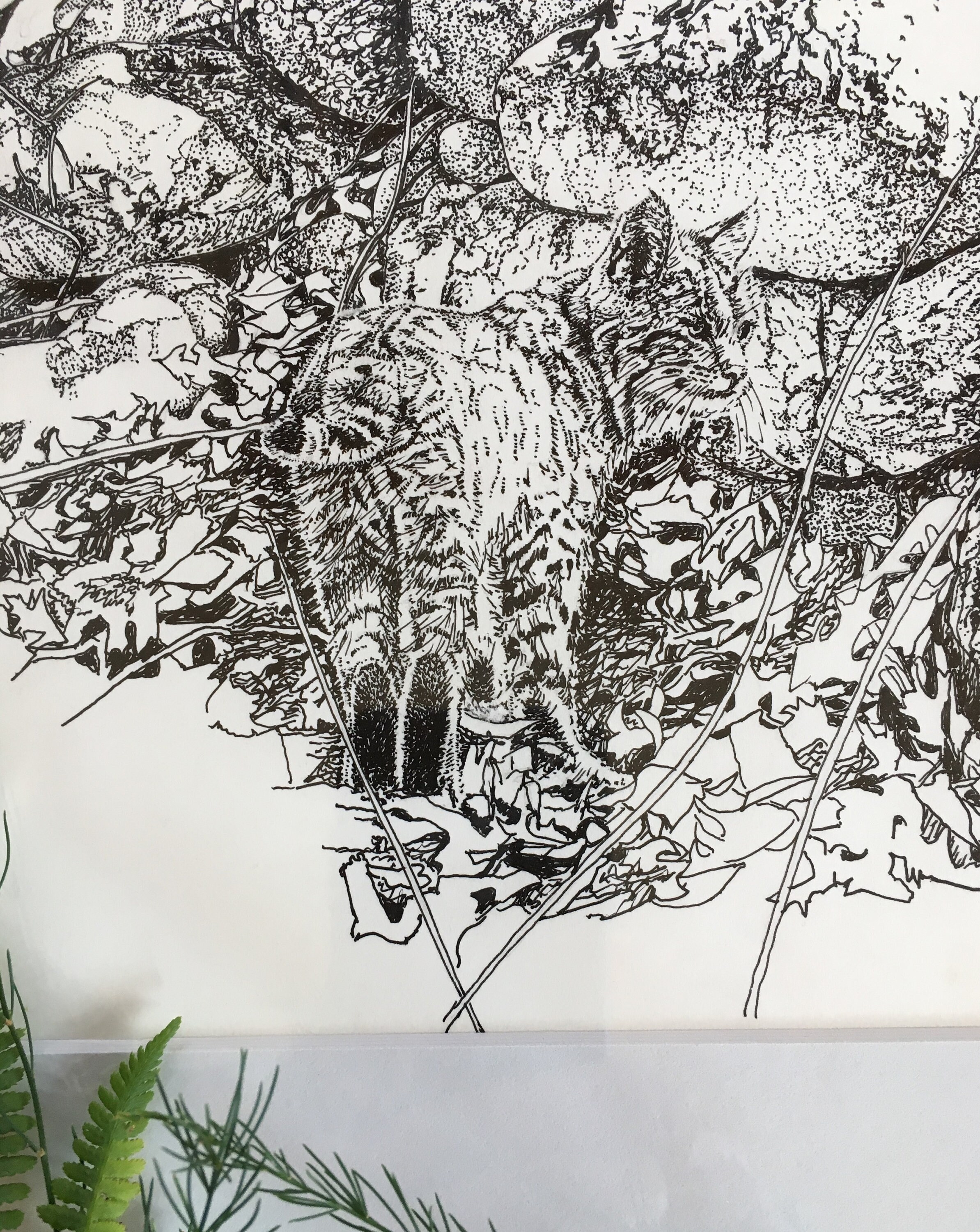 Bobcat Pen and Ink Print - Etsy