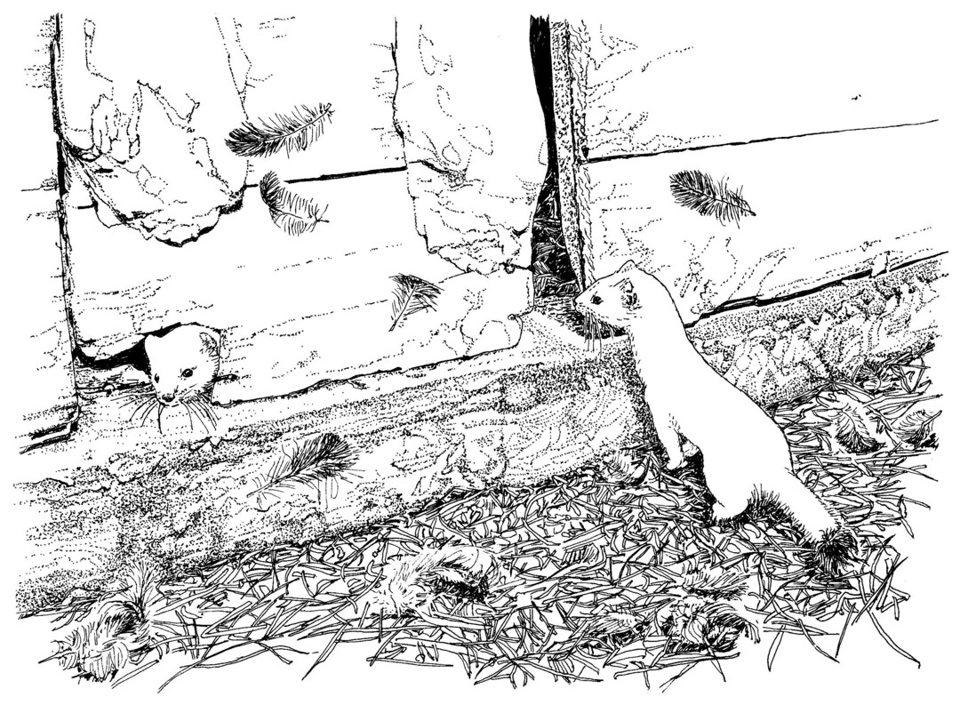Long-tailed Weasels Pen & Ink Print - Etsy