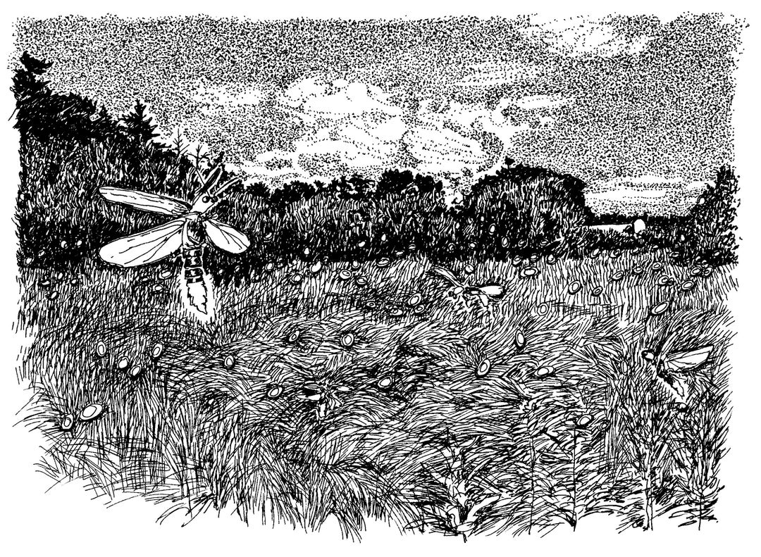 Lightning Bugs Pen and Ink Print - Etsy