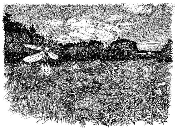 Lightning Bugs Pen and Ink Print | Etsy