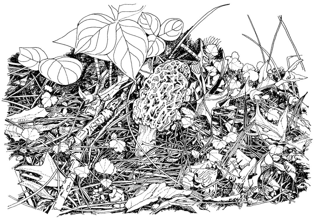 Moral Pen and Ink Print - Etsy