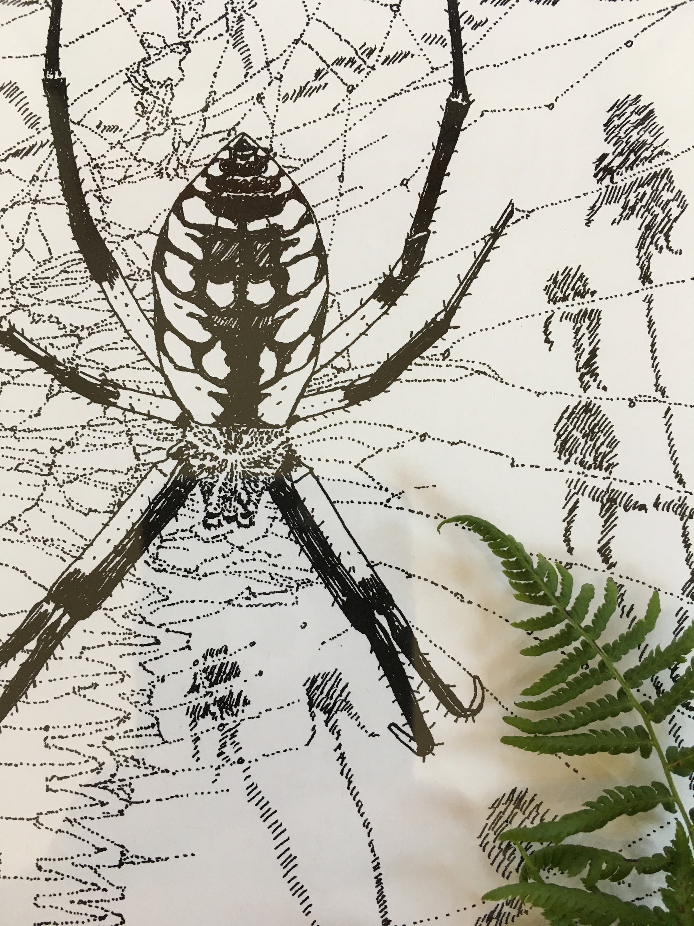 Yellow Garden Spider Pen & Ink Print - Etsy