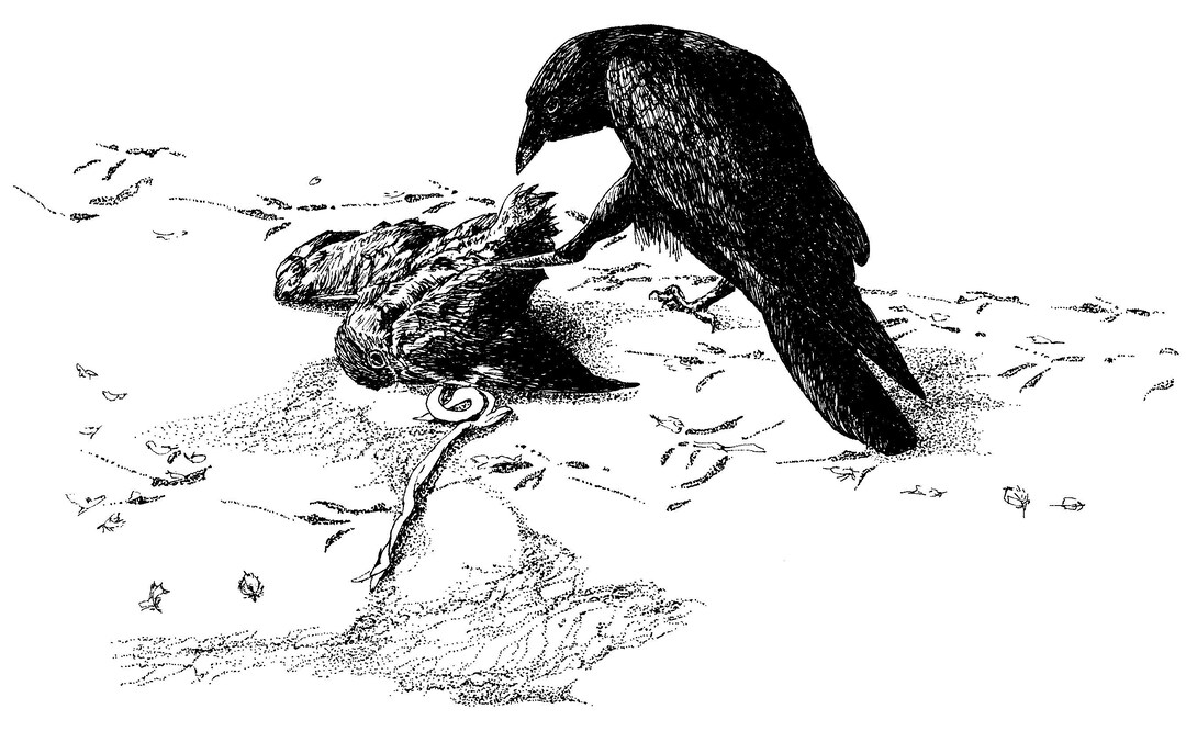 The Dove and the Crow Pen and Ink Print - Etsy