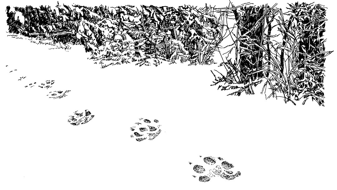 Wolf Tracks Pen & Ink Print - Etsy