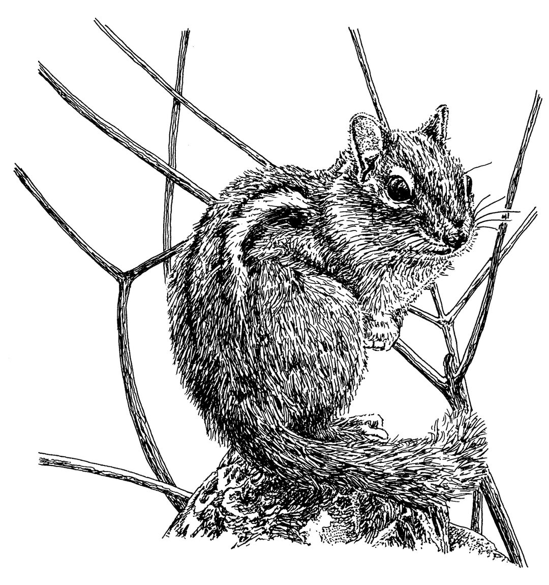 Chipmunk Pen and Ink Print - Etsy