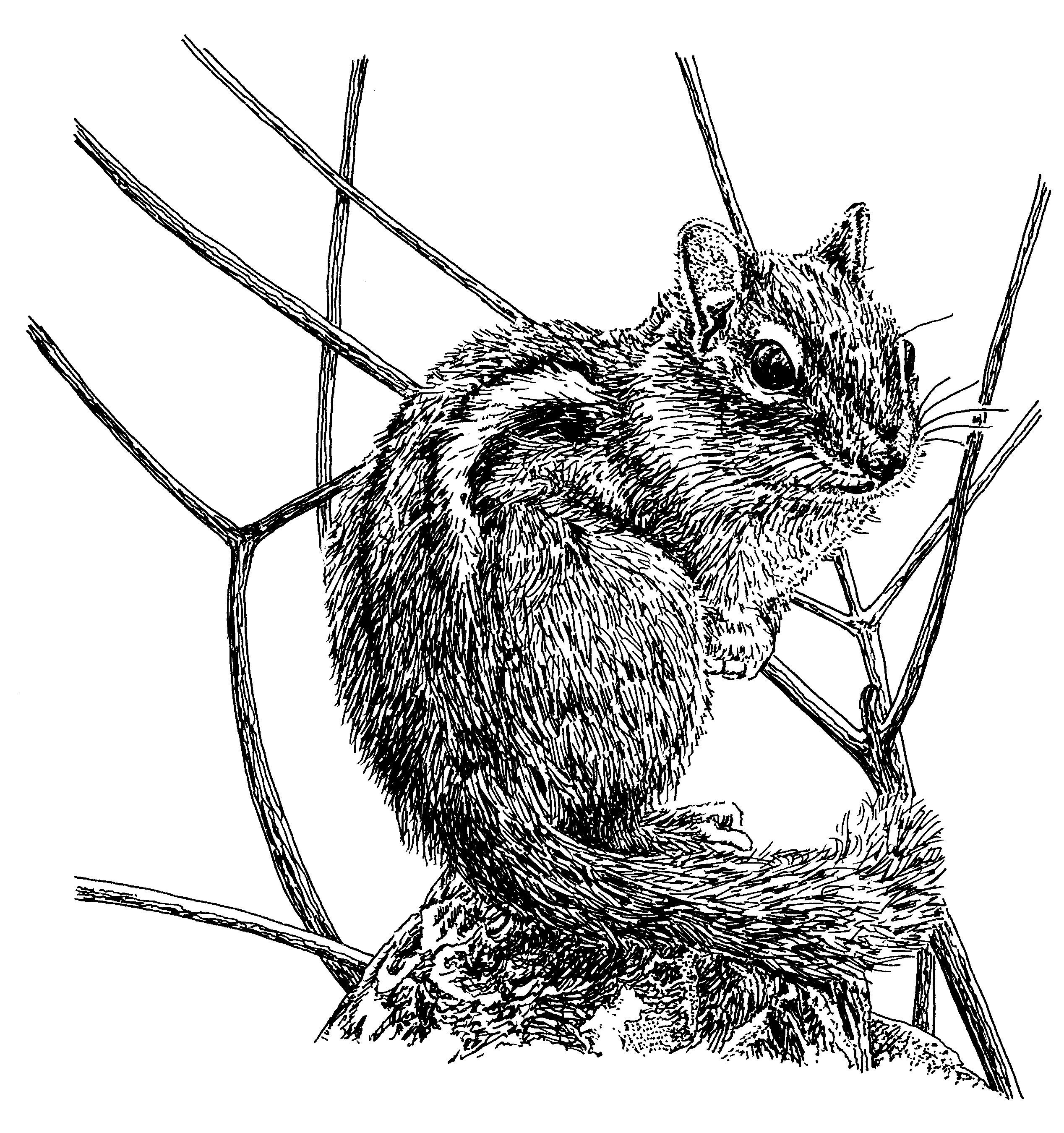 Chipmunk Pen and Ink Print - Etsy