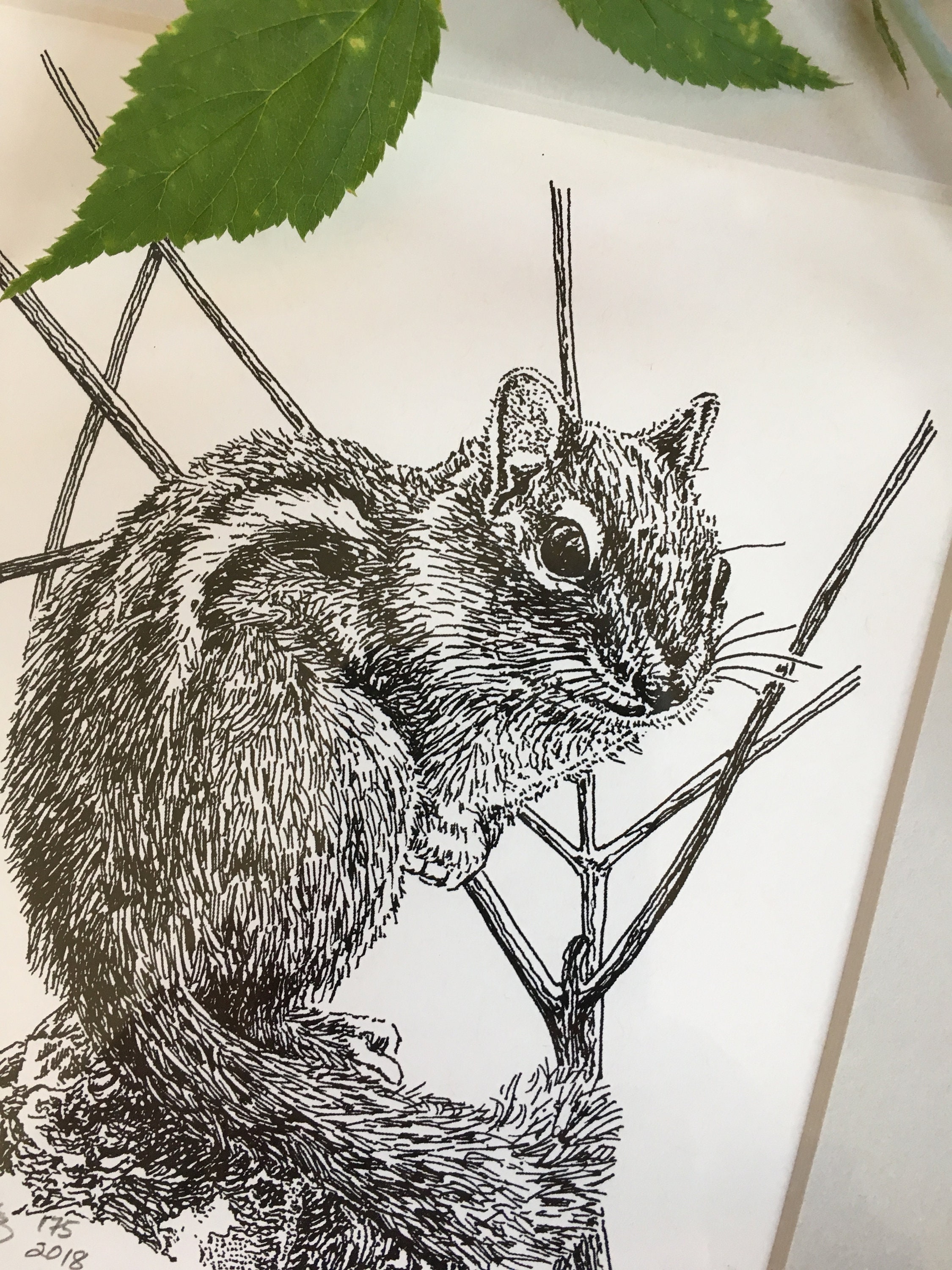 Chipmunk Pen and Ink Print - Etsy