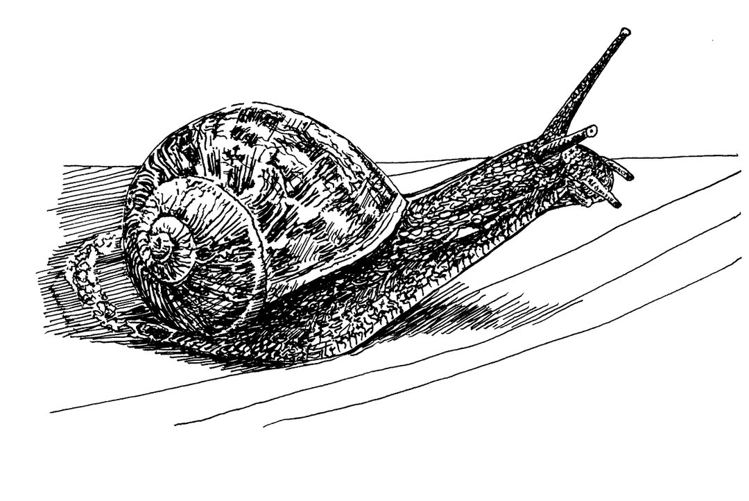 Snail Pen & Ink Print - Etsy