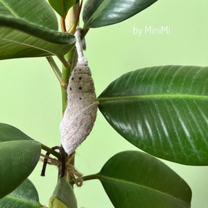 Sewn Felt Cocoon Chrysalis Set PDF Pattern Download, Sewing Tutorial ...