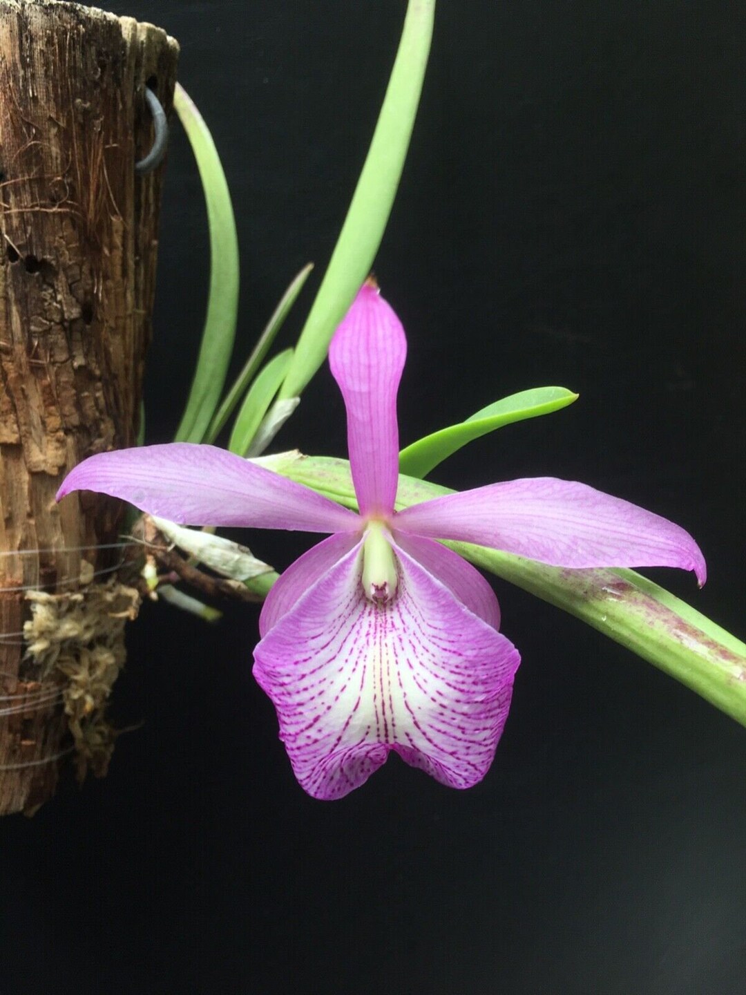 Brassocattleya Beulah Bradeen Fragrant Previously Bloomed Orchid Cattleya Plant - Etsy