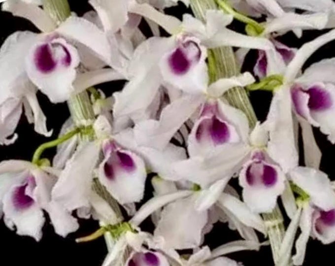 Large Dendrobium Anosmum Var. Coerulea Orchid Plant in Bud FRAGRANT FLOWERS - Etsy
