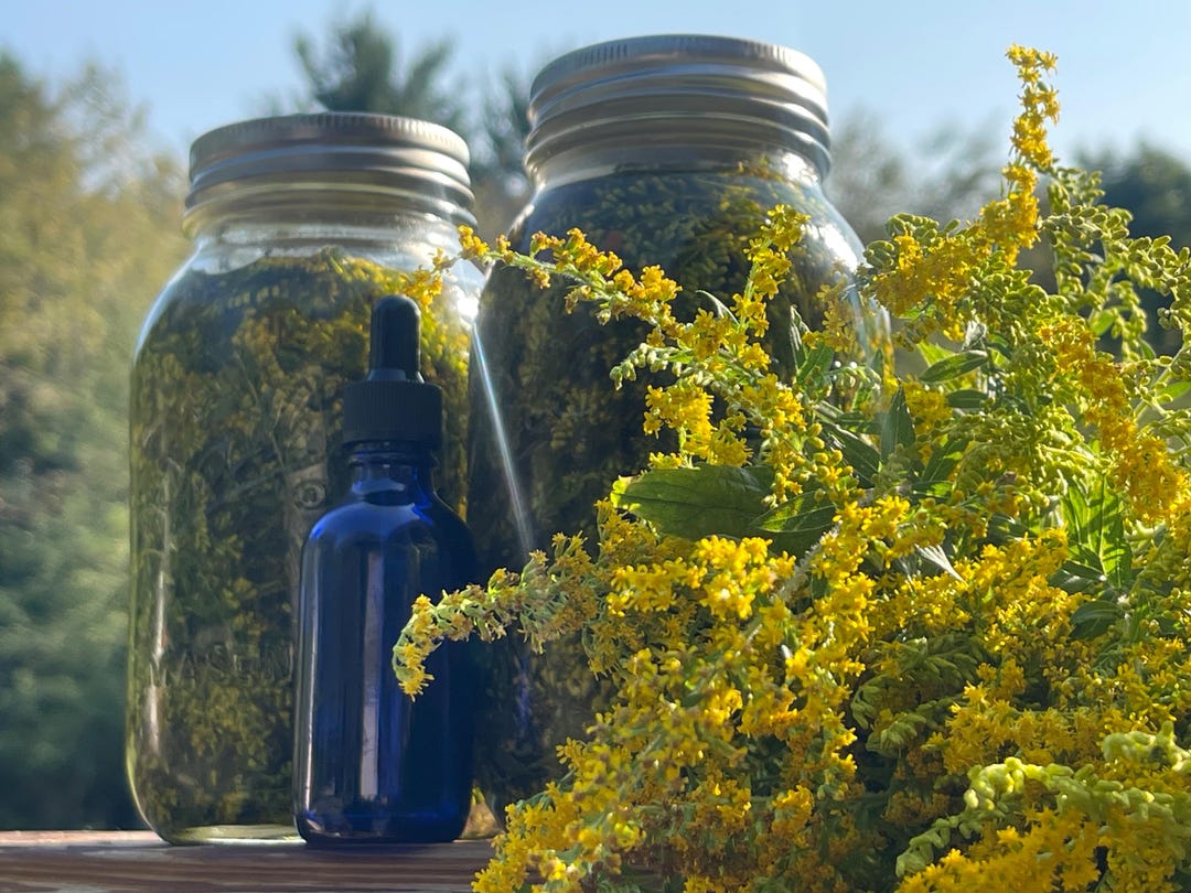 Goldenrod Infused Body Oil - Etsy