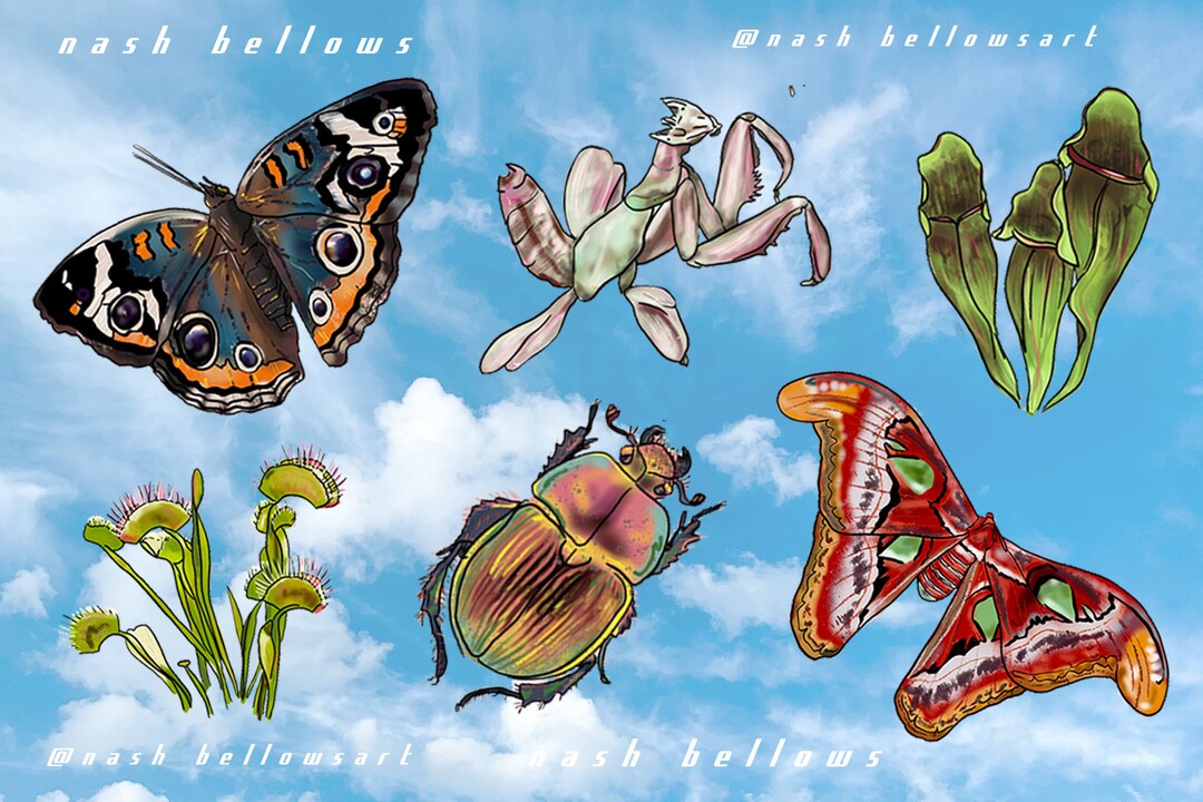 Illustrated Insect Vinyl Sticker Sheet Art High Quality Butterfly Moth ...