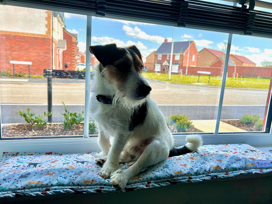NON-SLIP Dog Window Cushion. Custom Sizes Available. Second Set of ...