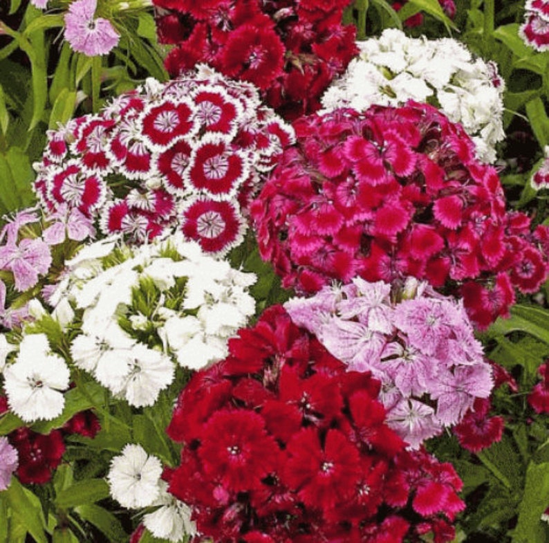 Sweet William Mix Colors 250 Fresh garden flower seeds | Etsy