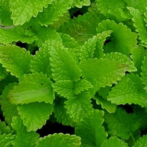 Yellow Dotted Mint Mint Monarda Punctata Medicinal Seeds | Etsy