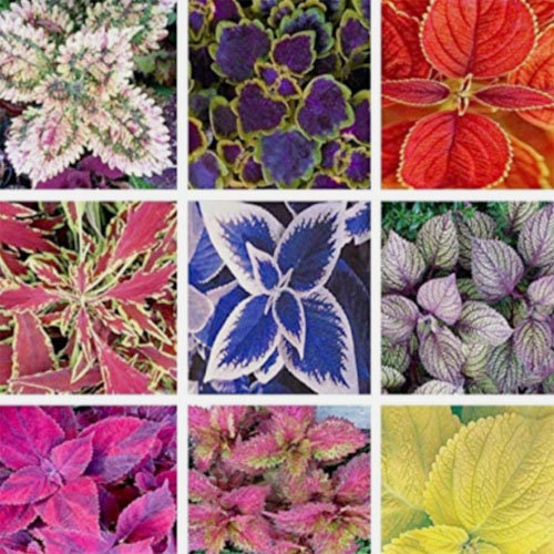 House Plant Seeds 500+ Coleus Rainbow Mix Seeds - Fresh, High ...