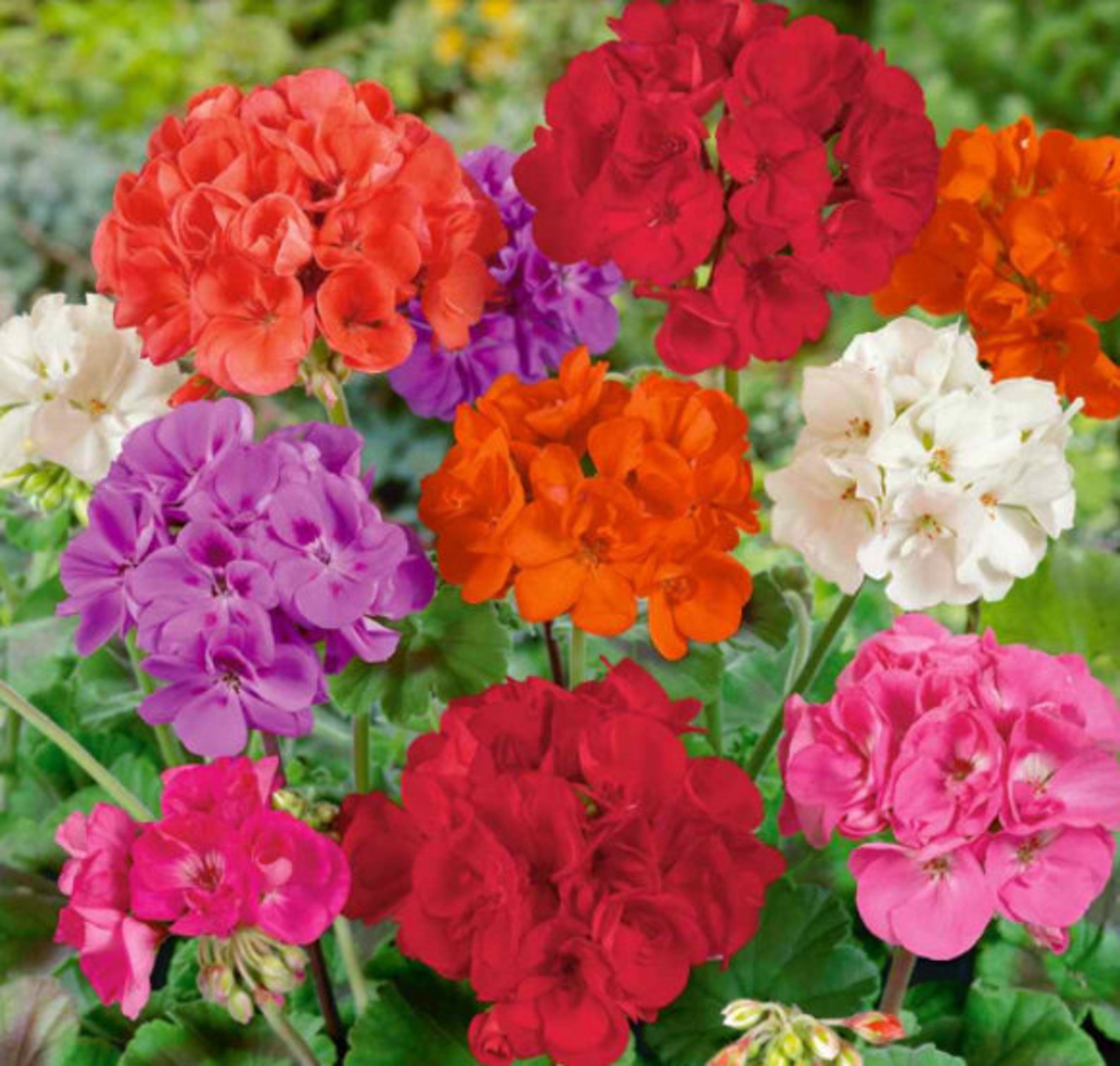 Geranium Mix Colors 12 Fresh Garden Seeds Free Shipping | Etsy