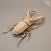 3 Beetles Pack Paper Model,papercraft,diy,low Poly,pdf Papercraft ...
