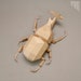 Horn Beetle Paper Model ,papercraft , DIY , Low Poly , PDF Papercraft ...