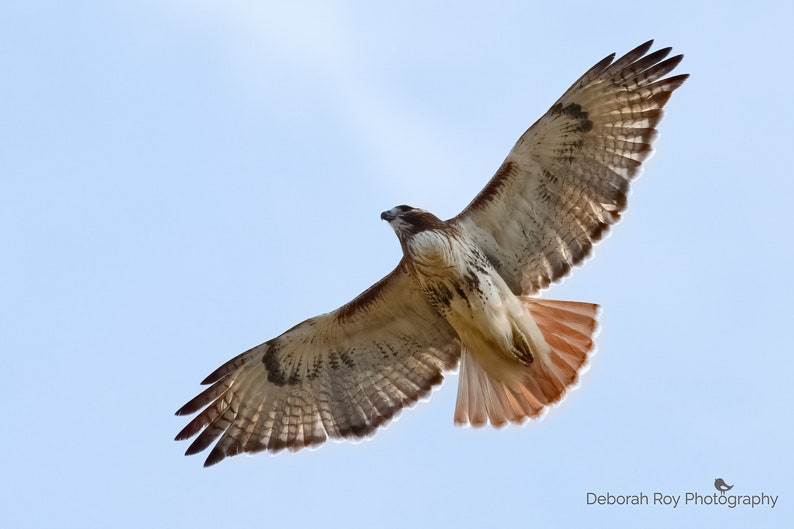 Red Tailed Hawk Fine Art Print Photograph Photo Gift Red Red Tail Bird ...