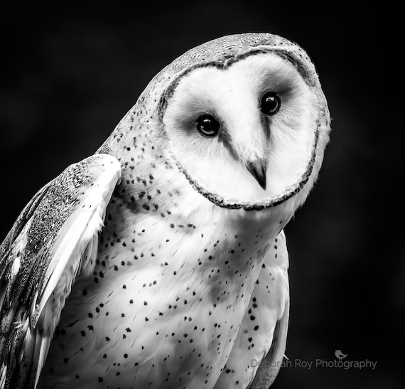 Black And White Photography Barn Owl