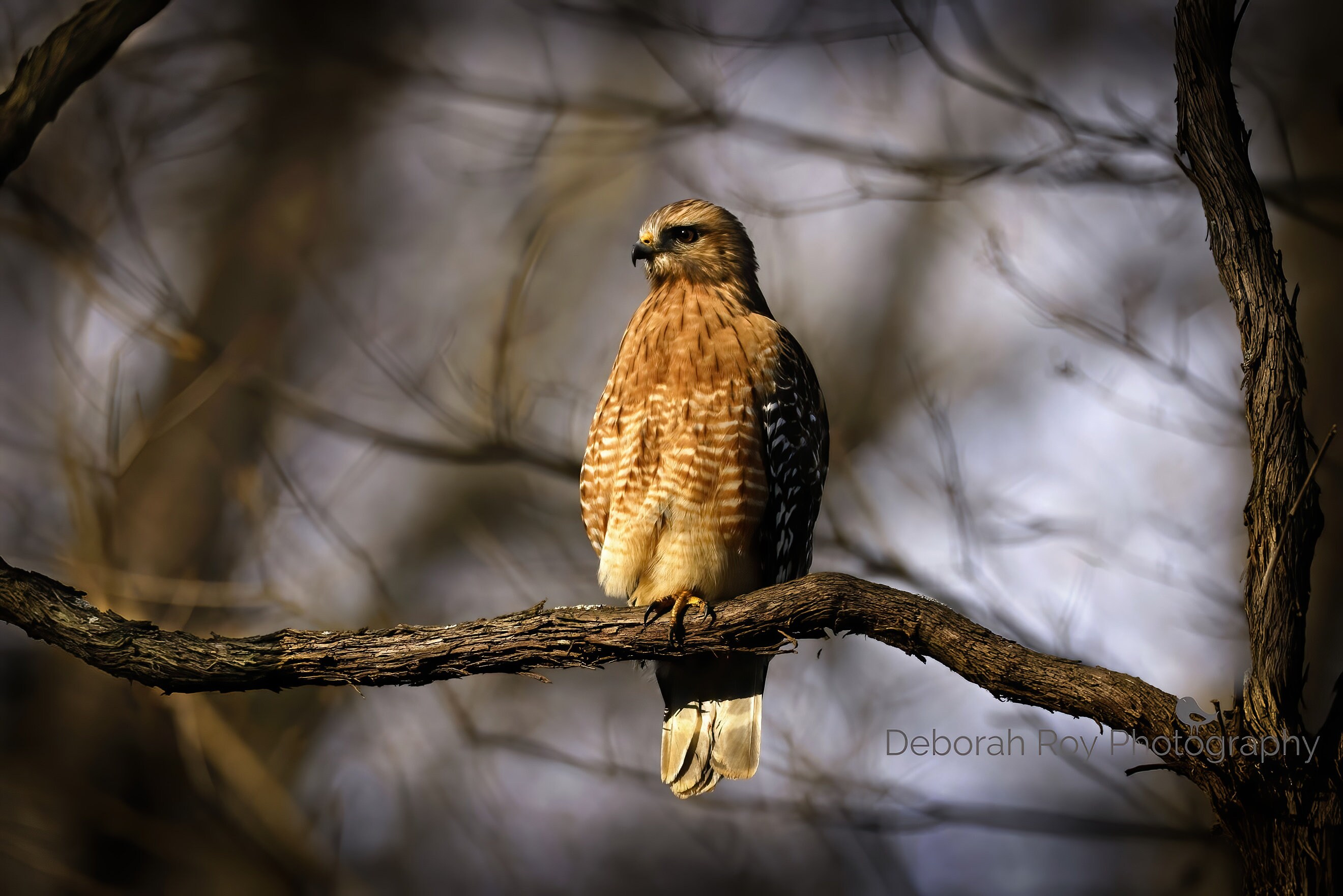 Red Shouldered Hawk Perched