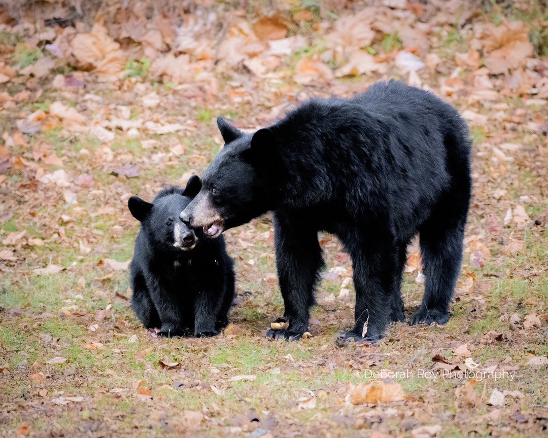 Bear Photograph Photo Print Mama Cub Smoky Mountain National Mama Black ...