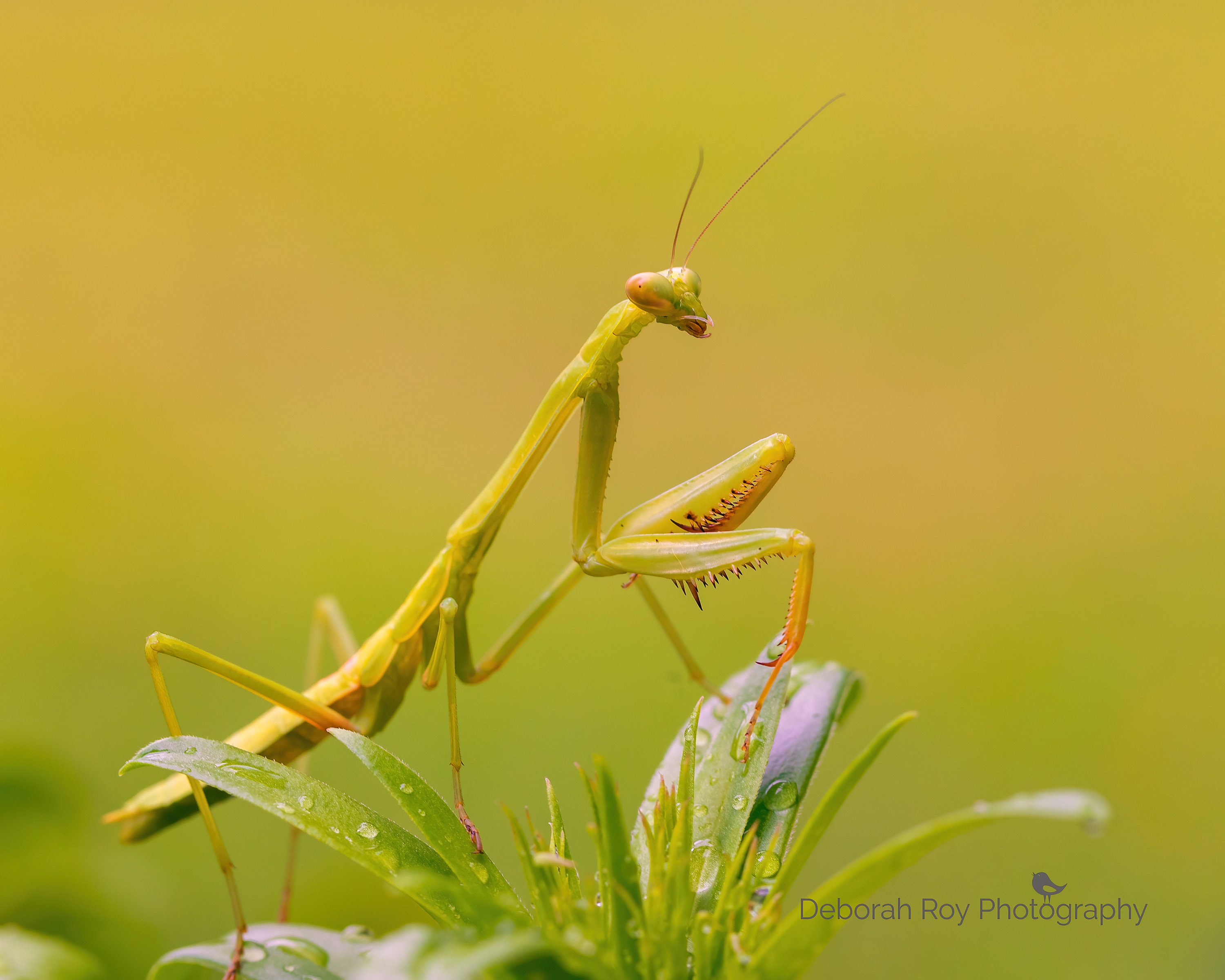 Praying Mantis Fine Art Photograph Print Portrait Wall Decor Canvas ...