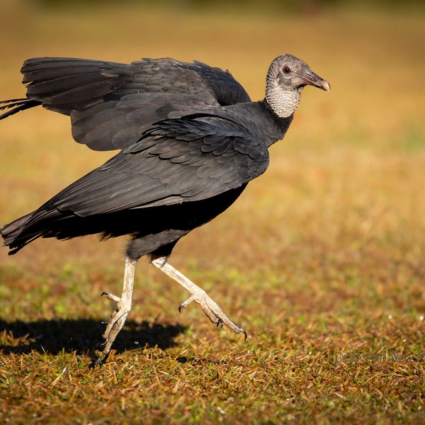 Metal Buzzard - Etsy UK