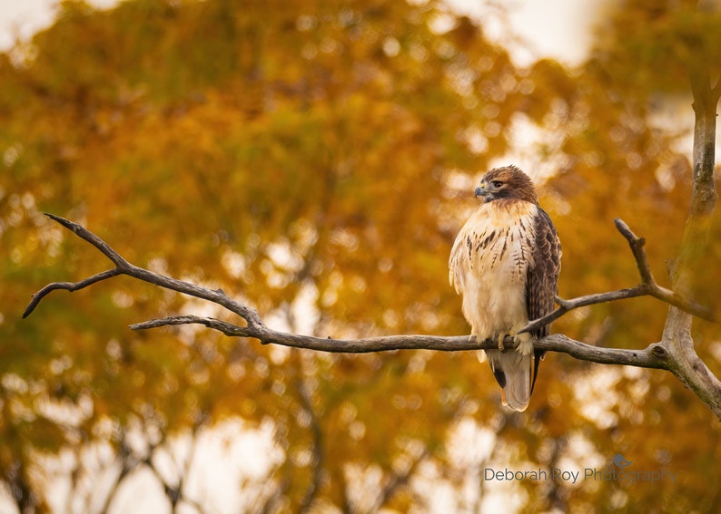 Hawk Fine Art Photo Red Tail Tailed Red-tailed Photograph Photo Wall ...