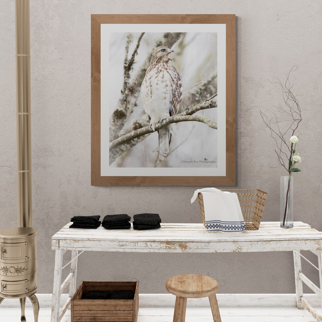 Red-shouldered Hawk Perched Squawking Tree Photograph Acrylic Canvas ...