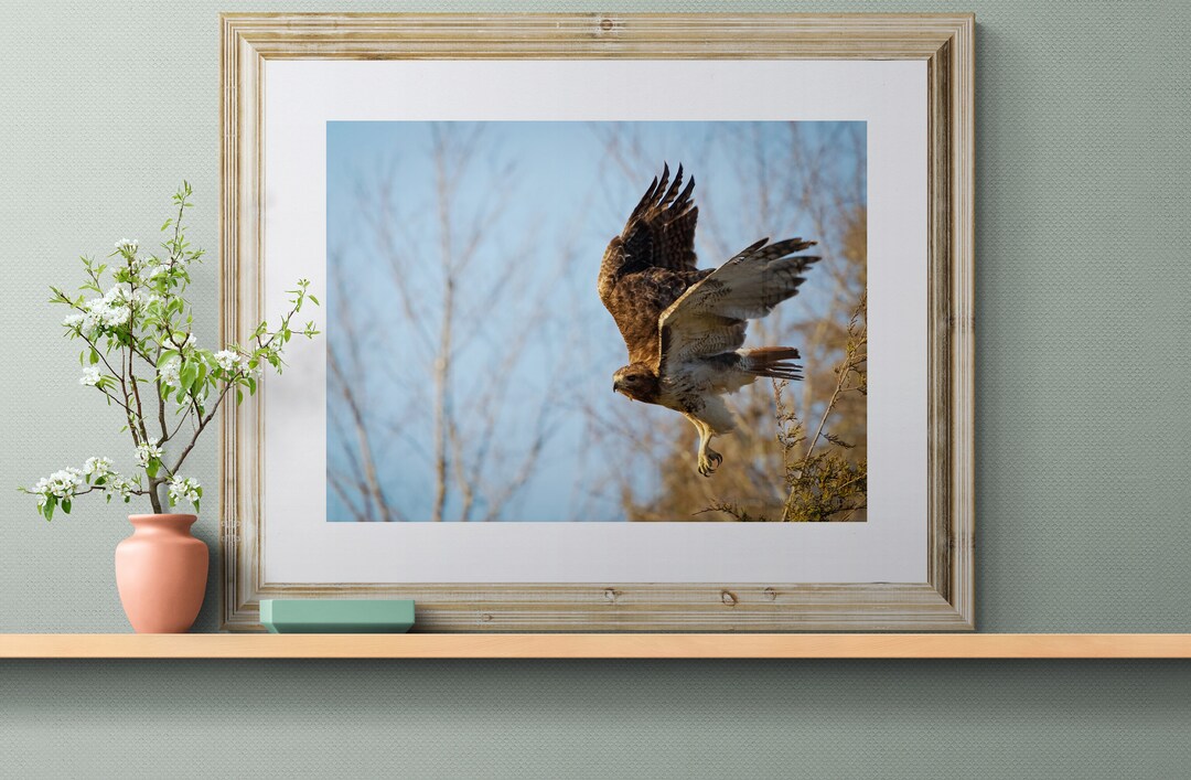 Red Tailed Hawk Fine Art Print Photograph Photo Gift Red Tail Bird ...