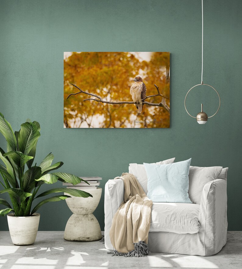 Hawk Fine Art Photo Red Tail Tailed Red-tailed Photograph Photo Wall ...