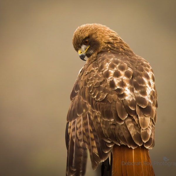 Red Tail Hawk - Etsy