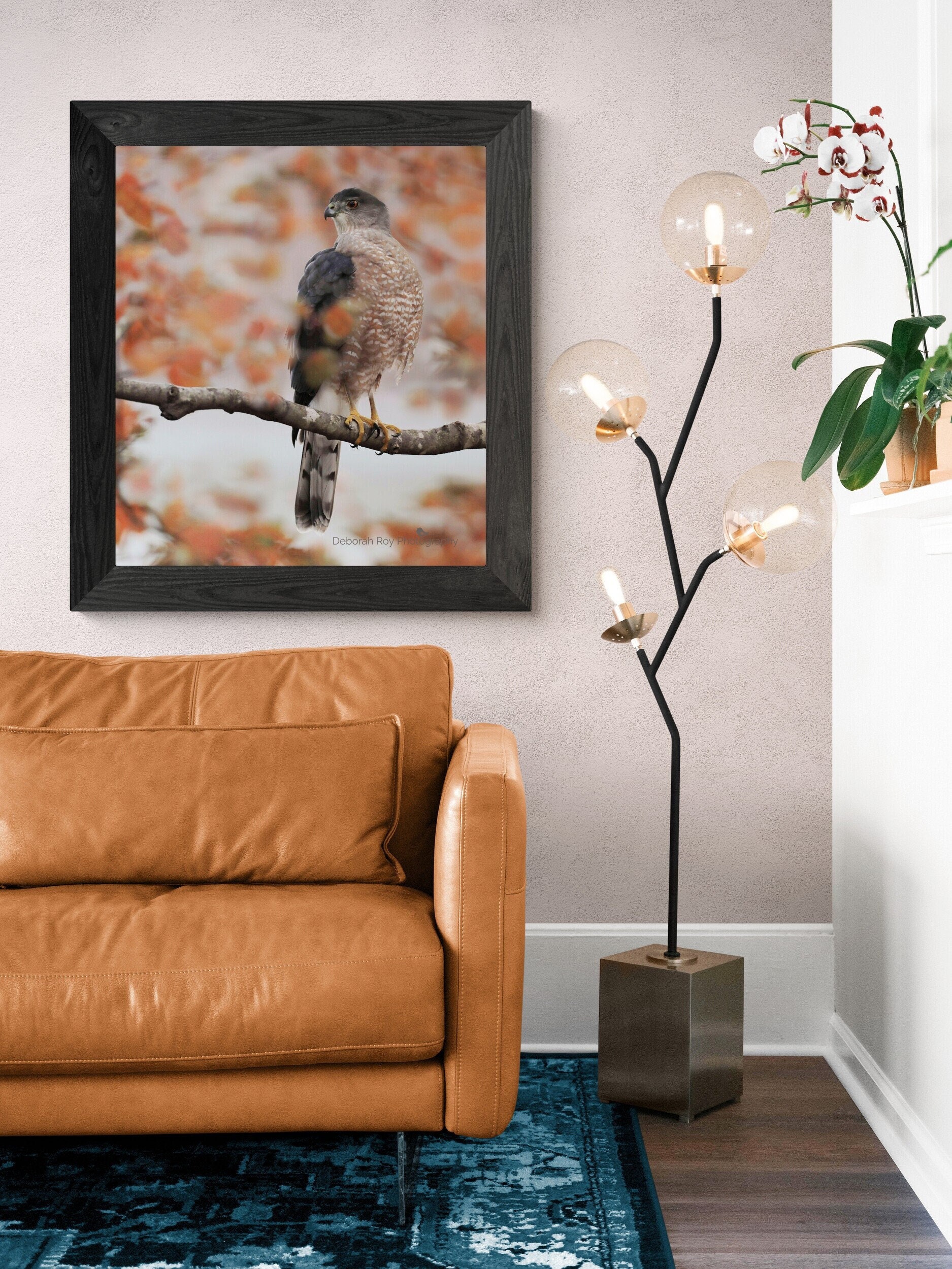 Hawk Cooper's Hawk Fine Art Print Photograph Photo Bird Lustre Canvas ...