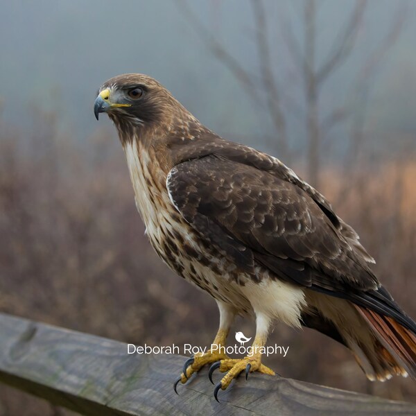 Red Tail Hawk - Etsy