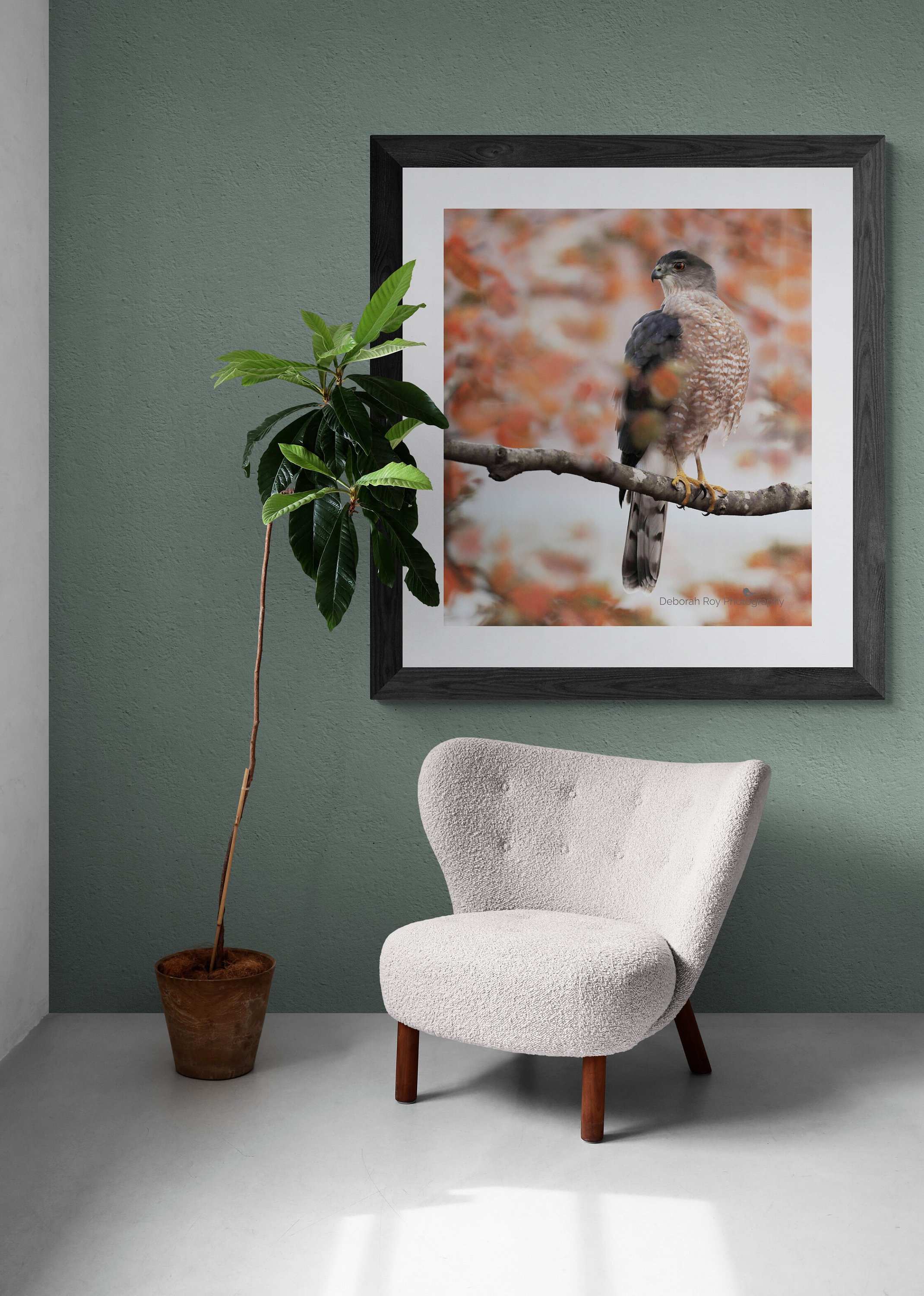 Hawk Cooper's Hawk Fine Art Print Photograph Photo Bird Lustre Canvas ...