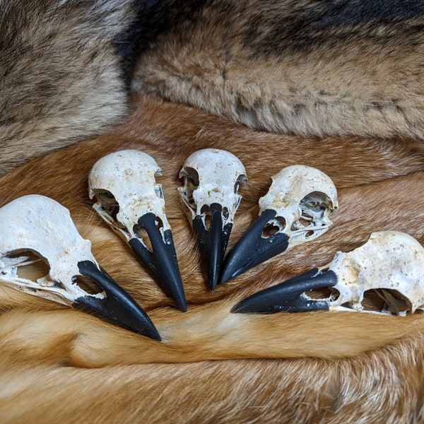 Real Raven Skull - Etsy