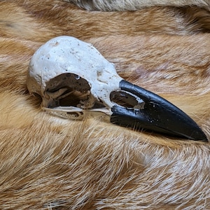 Handpainted Life Size Raven Skull Replica Two Sizes - Etsy