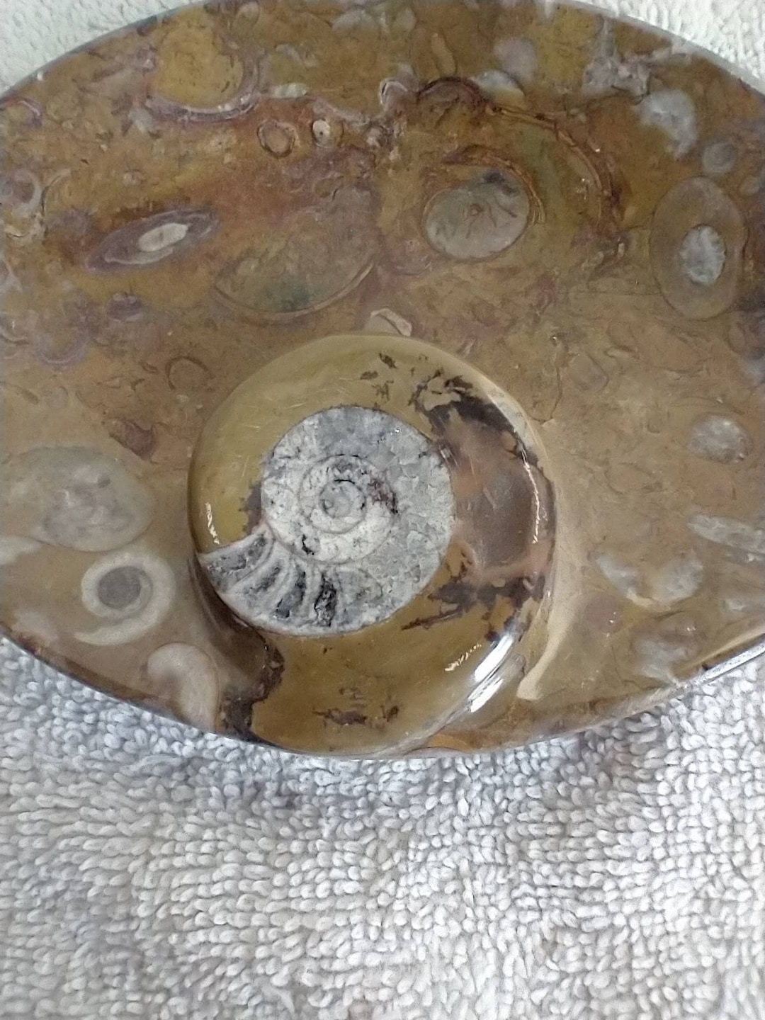 Vintage Polished Fossil Dish: Ammonite, Goniatite, Orthoceras - Etsy