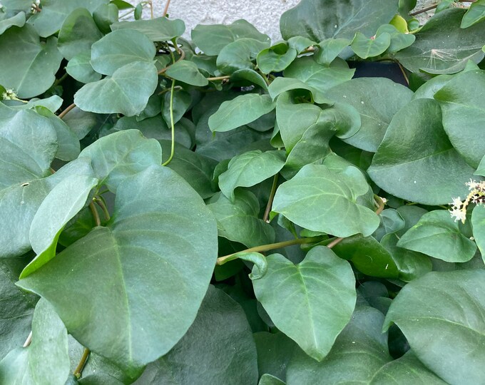 Madeira-vine Anredera Cordifolia Seeds 川七 - 1 Seed - Etsy