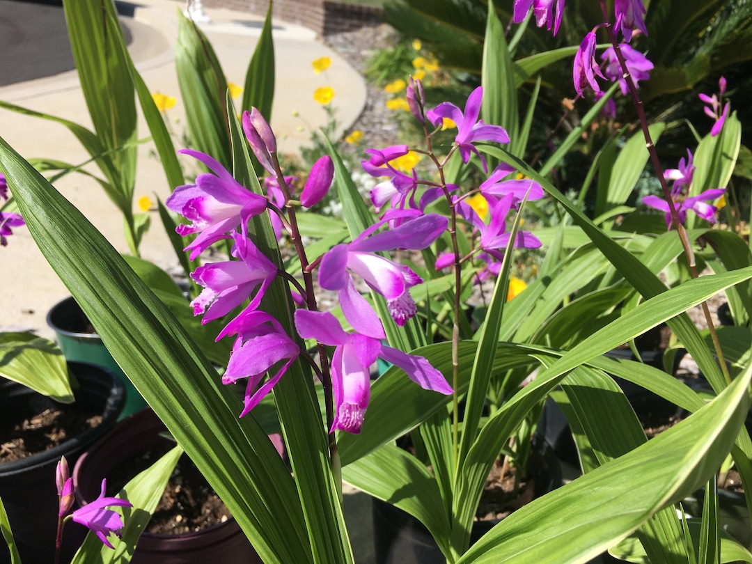 Hyacinth Orchid, Chinese Ground Orchid, Bletilla Striata, Strong Roots ...