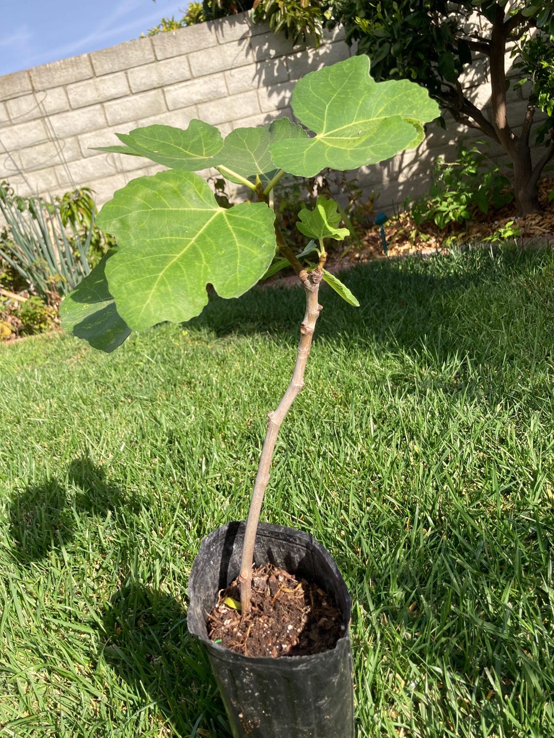 Black Jack, Gigantic & Sweet Figs, Semi Dwarf, Deer Resistant - Etsy