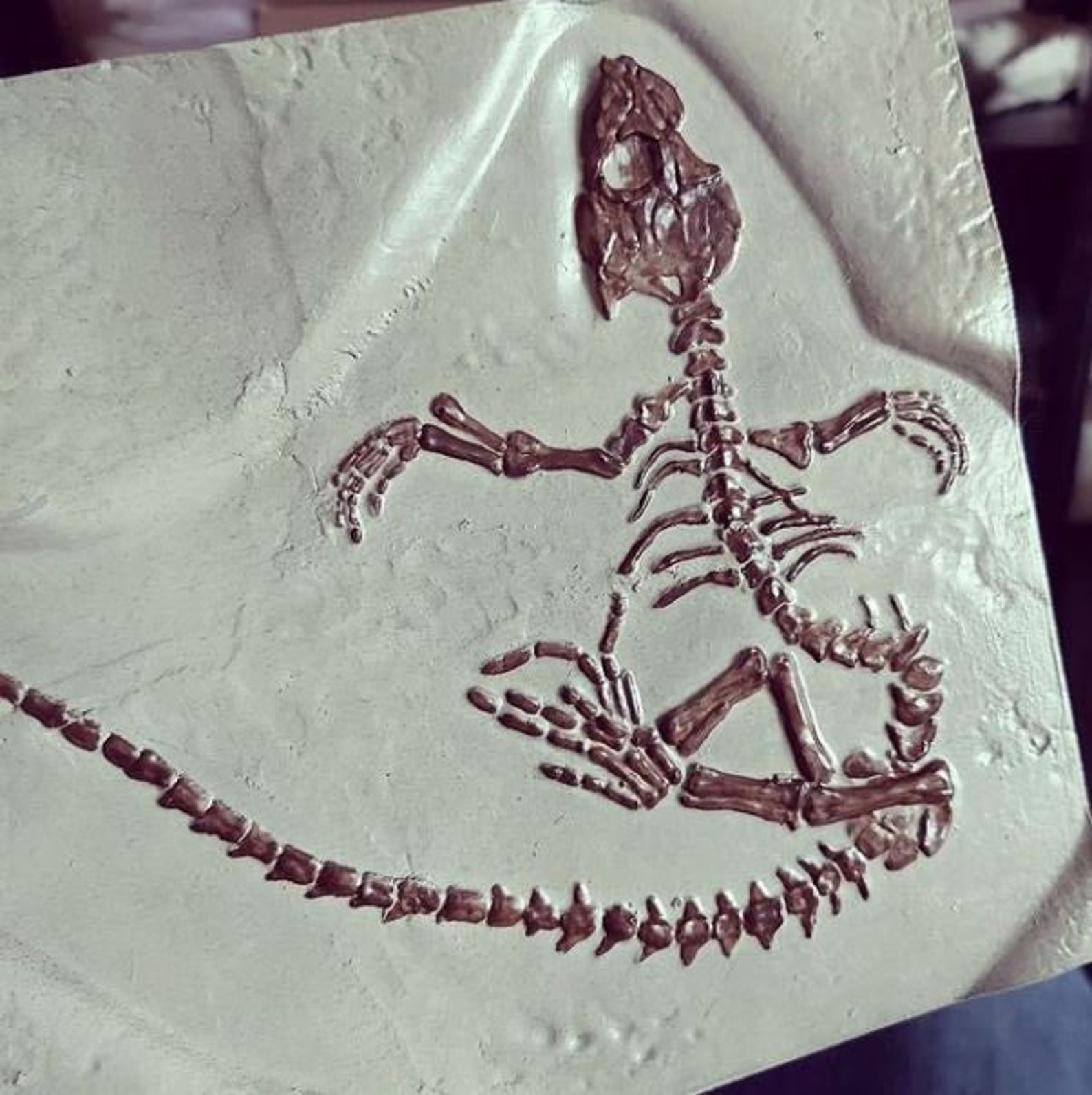 Vadasaurus Lizard Fossil Replica | Etsy